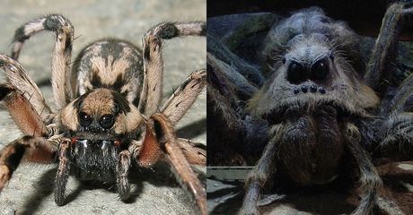 A New Spider Species is Named After Aragog! - The-Leaky-Cauldron.org ...